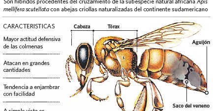 Introducción de abeja africanizada
