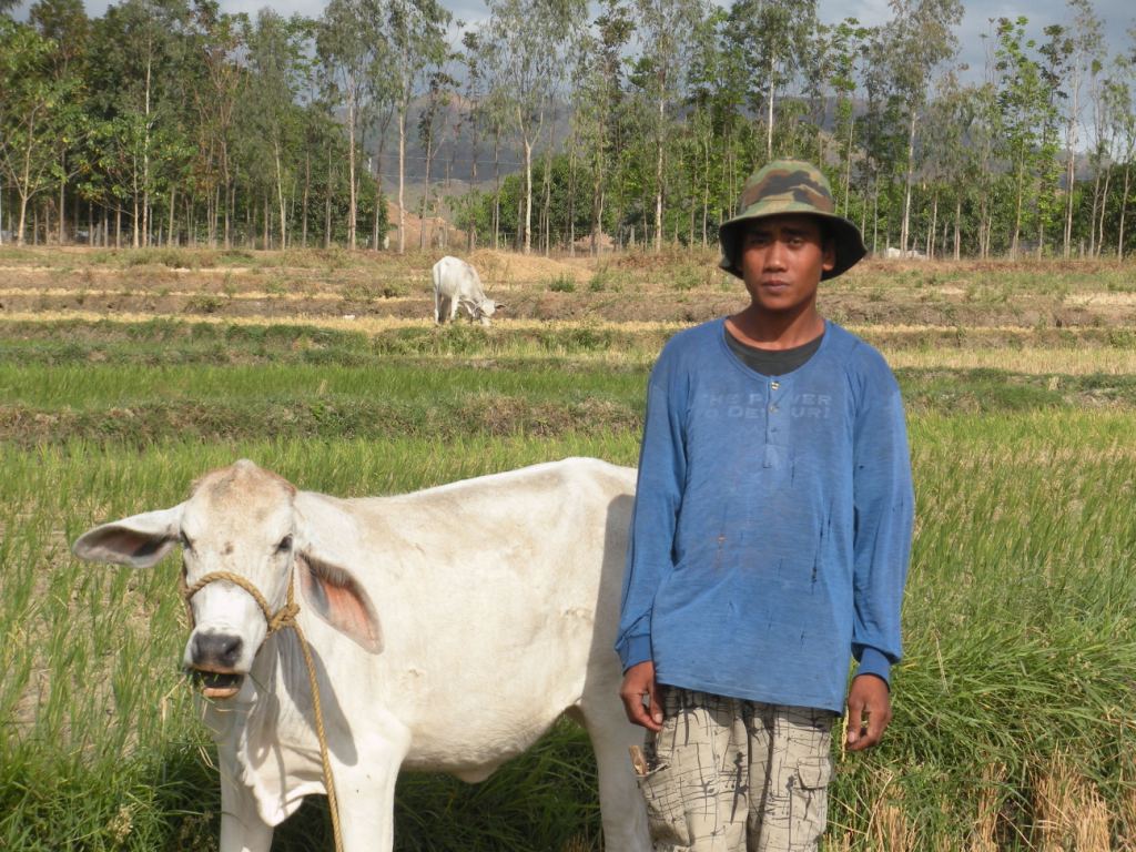 Philippines Cattle Raising: An Update on Paiwi or Paalaga System