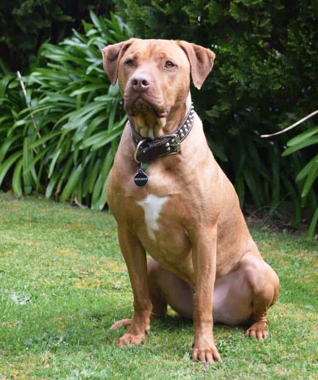 Diesel's story: from Dangerous Dog to Lifesaver | Australian Dog Lover