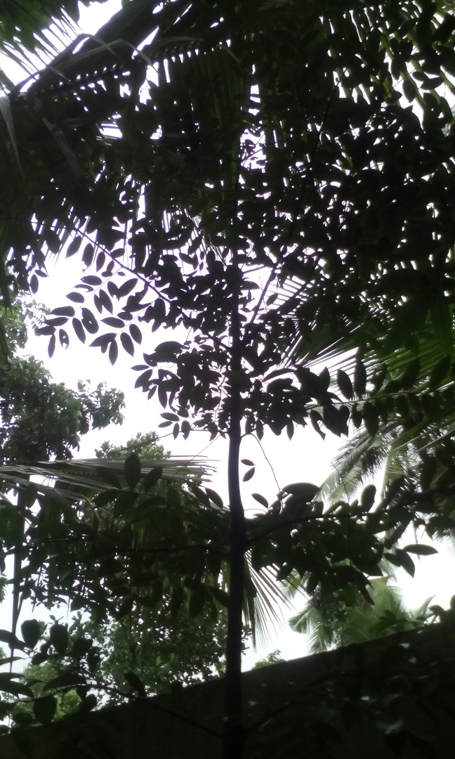 Kirigalpoththa: Kaluwara and Kalumediriya