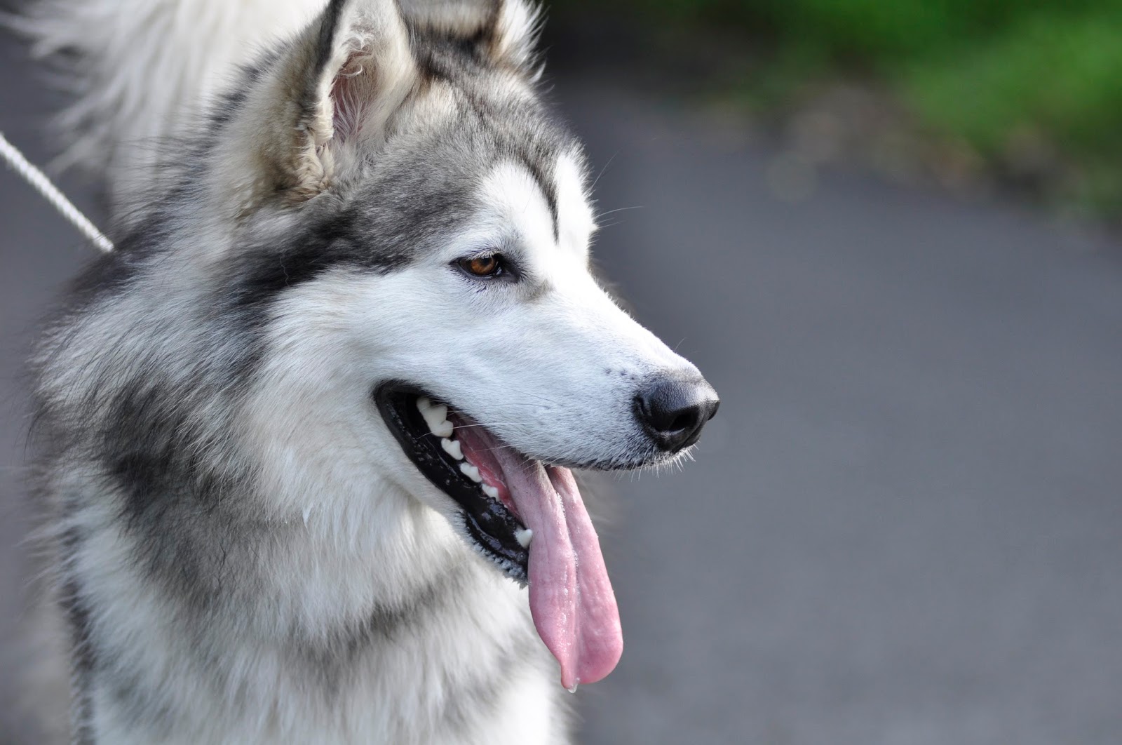 Evanger's Breed Buzz: Alaskan Malamute