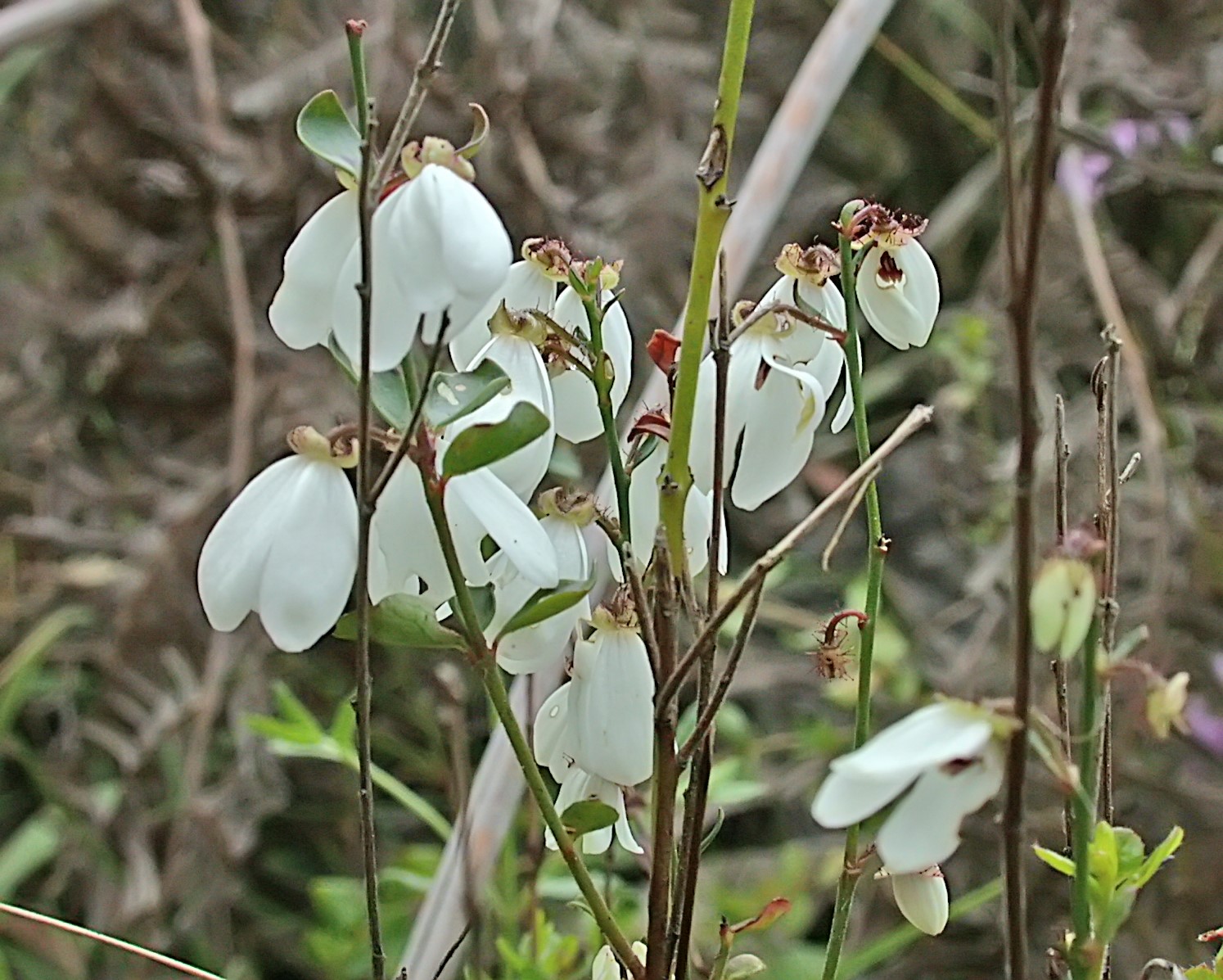 Bushranger: Pink bells