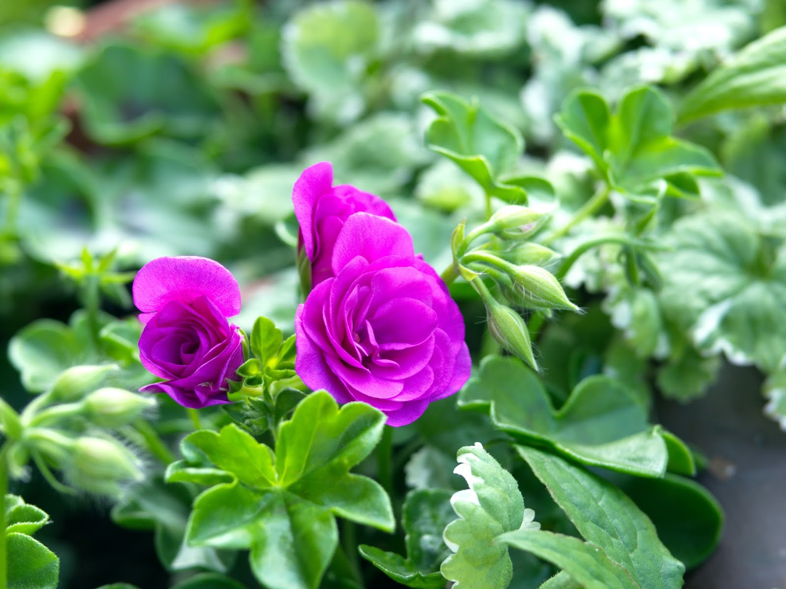 Life in Paradise: Trailing Geranium in hanging Window Boxes