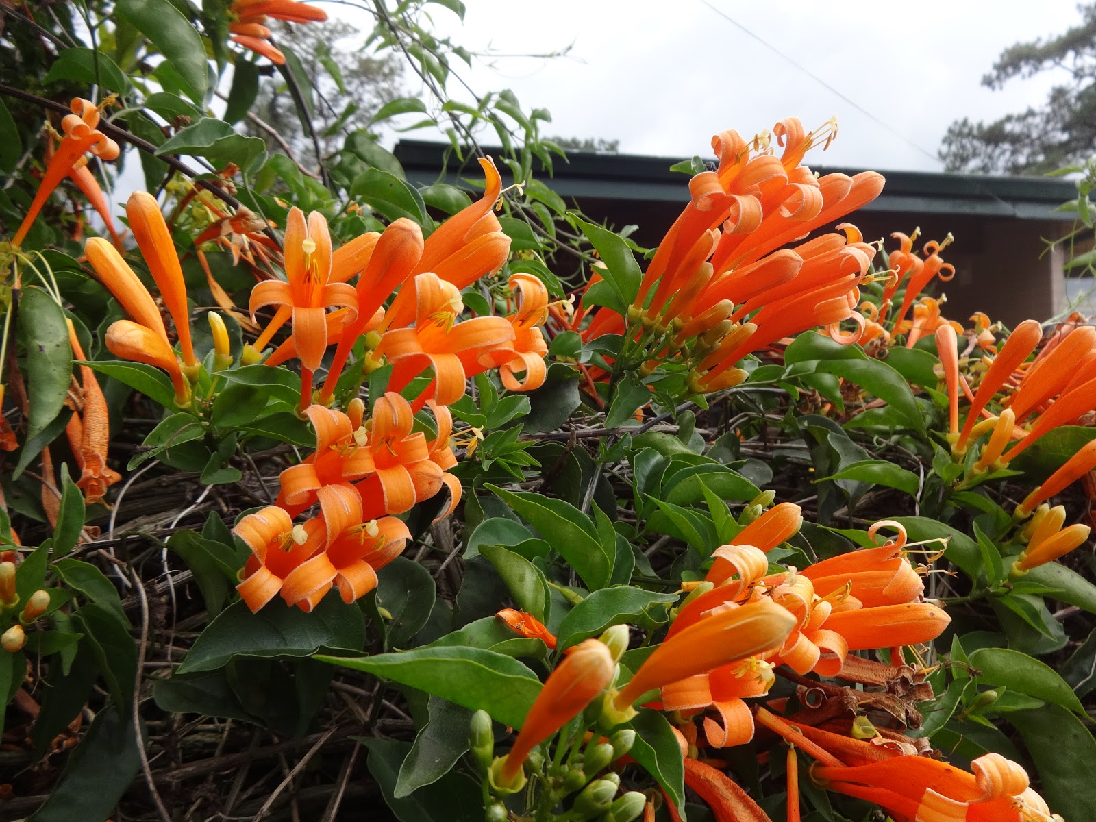 Herbs from Distant Lands: Pyrostegia venusta - Flame Flower, Golden ...