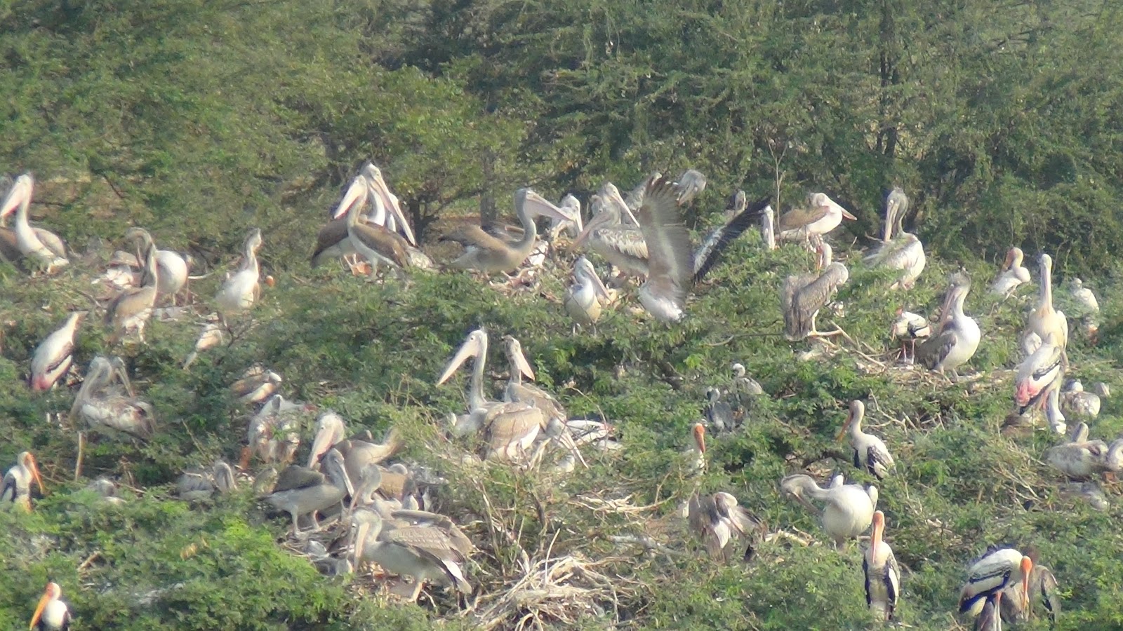 Return To Hyderabad: Uppalapadu Bird sanctuary must see