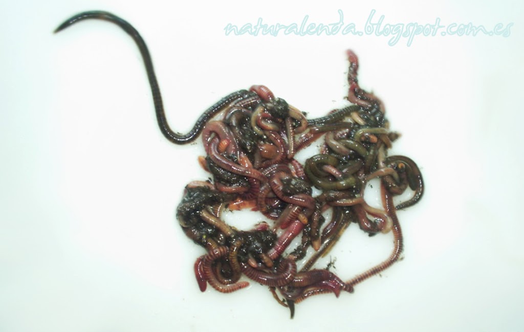 La naturaleza en casa: Lombrices de tierra
