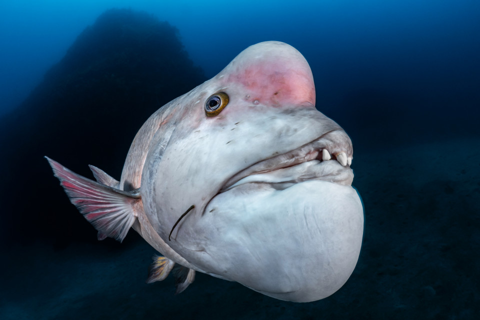 Underwater Photos Reveal Fascinating & Terrifying Creatures Lurking ...