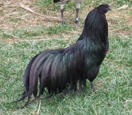 Black Sumatra | Cemani Kedu Farm
