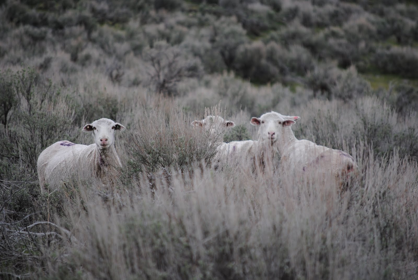 Home on the Range: THE SHEEP ARE BACK