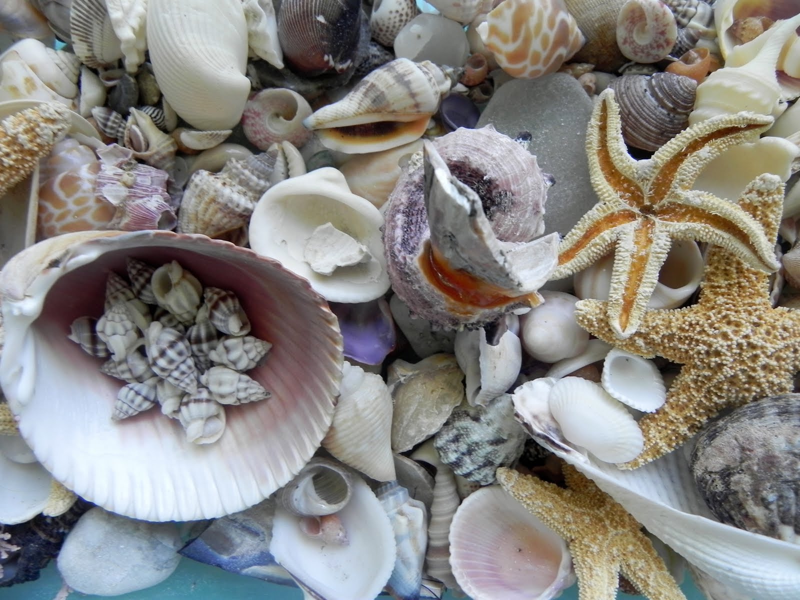 Summerland Cottage Studio: Artfully arranged treasures