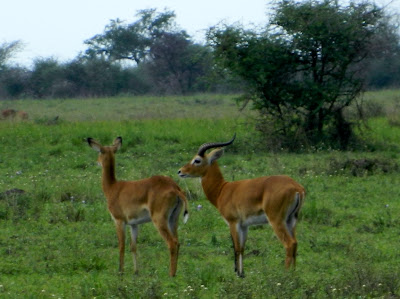 Rwanda on the Wing: Run like an antelope