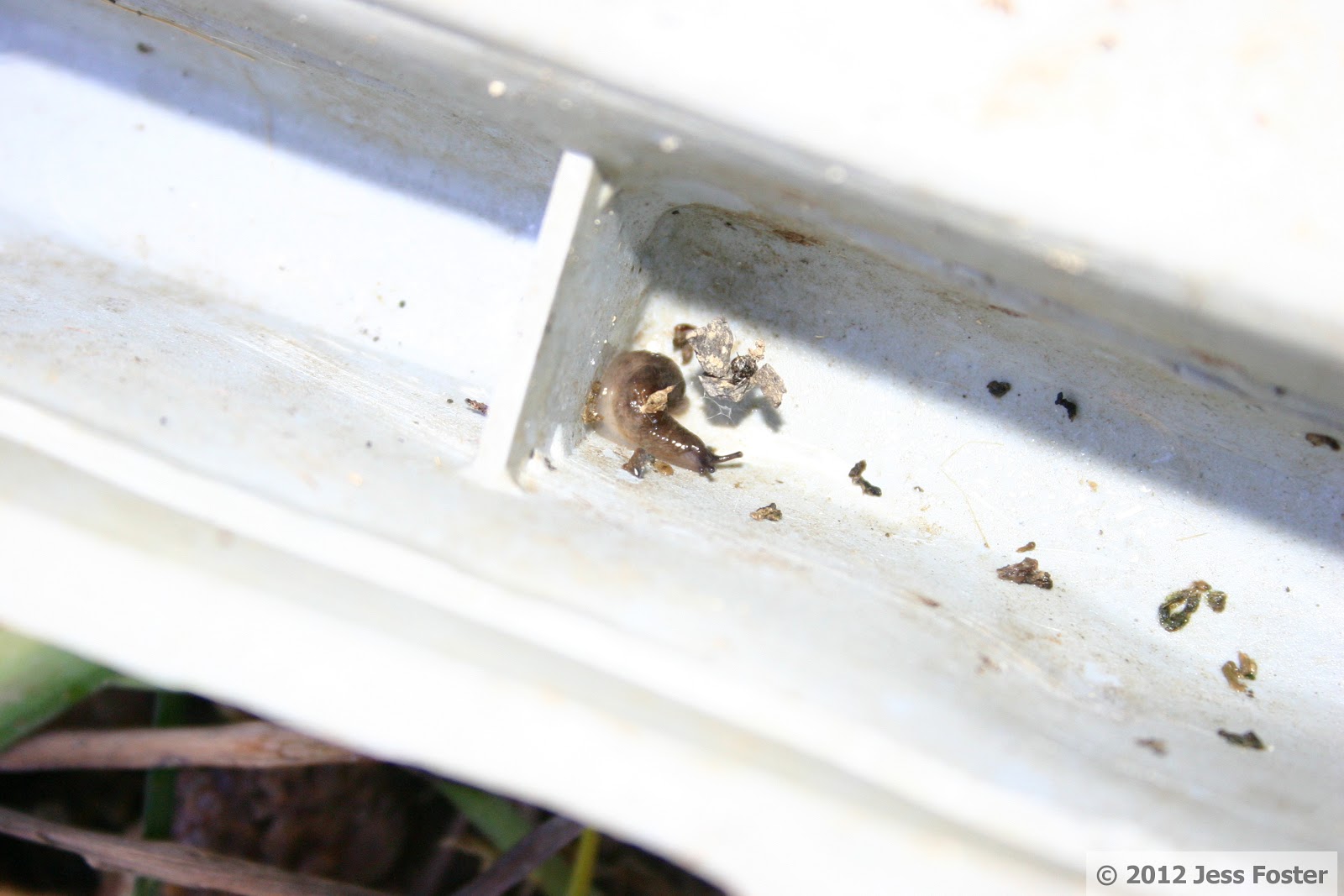 Sluggin' Along: More Marsh Slugs - Part 3