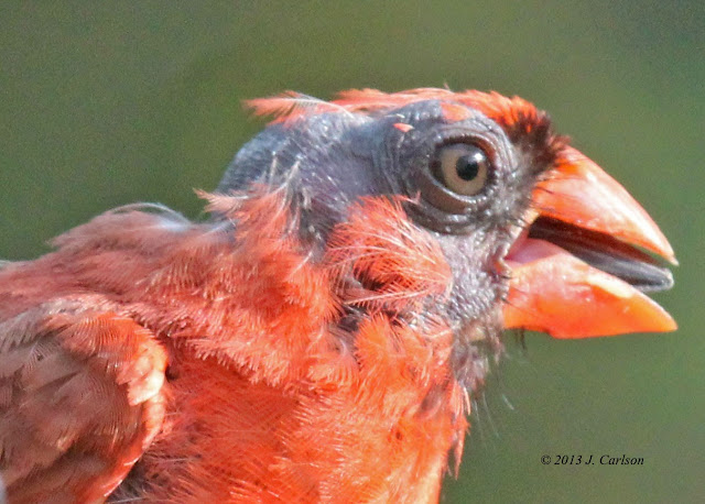 Nature-in-verse: Bald Male Northern Cardinal