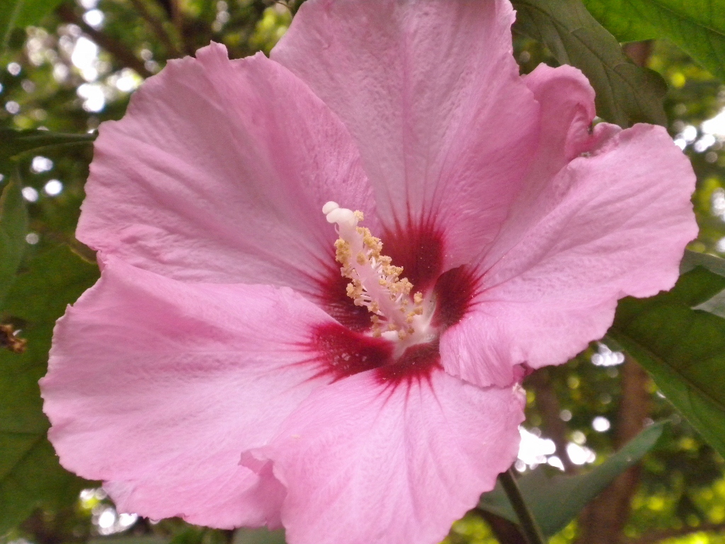 A Student Gardener: ROSE OF SHARON - photo update