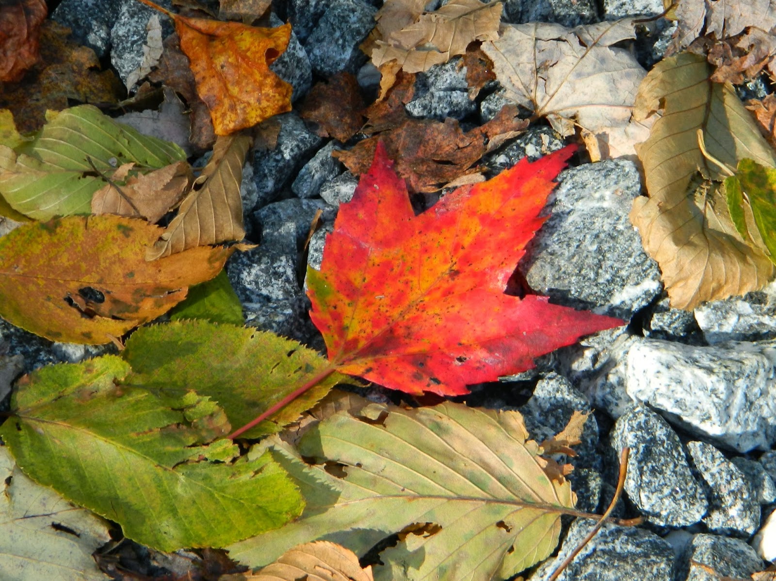Lise's Log Cabin Life: Crunchy Crispy Leaves