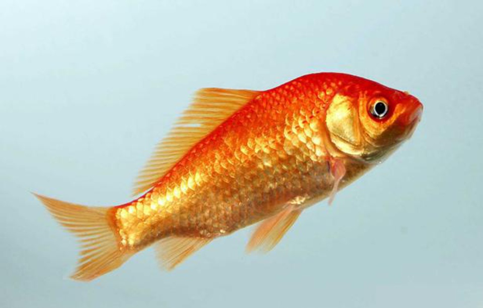 Actu Pénitentiaire: Gard : Par-dessus le mur de la prison, ils envoient ...