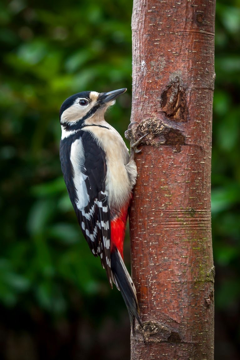Natuurfotografie Ab Wisselink : Grote bonte specht in de tuin