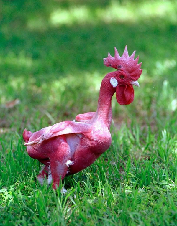 9 Weird Looking Hairless Animals - Teroes