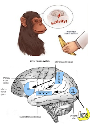 Mirroring Intelligence: The Mirrors in Our Brain
