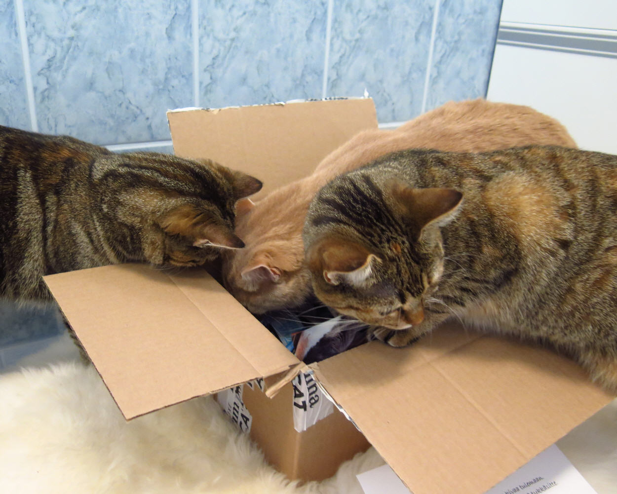 Kiskatit: Postipaketti