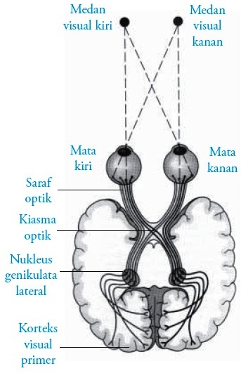 Fungsi Mata : Pengertian Struktur Bagian Kelainan Anatomi
