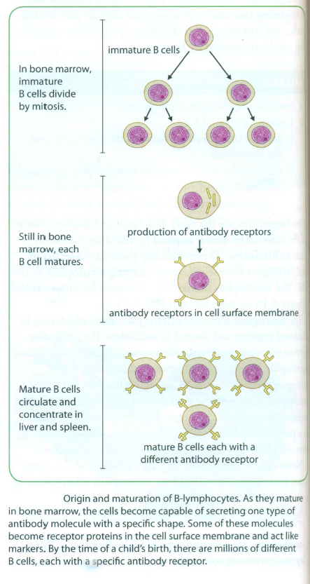 Lymphocytes Types