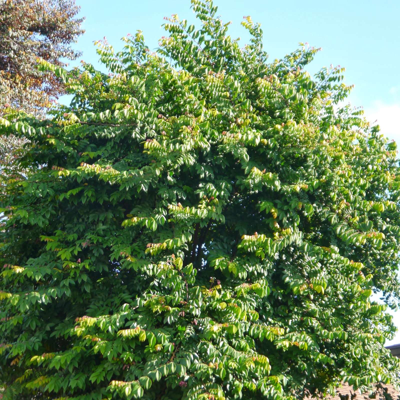 The World According to Mochi: Name that Tree