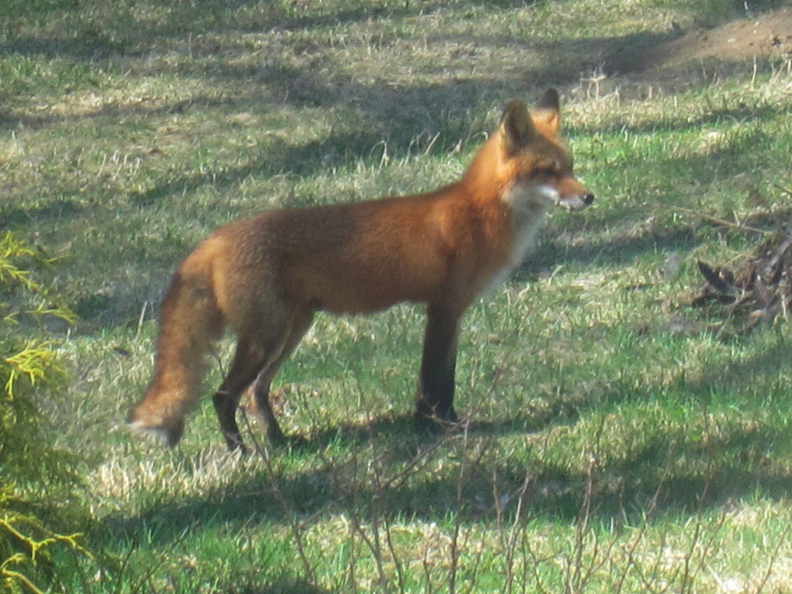 Life According to Emma & Joe: Fox Family in our Backyard