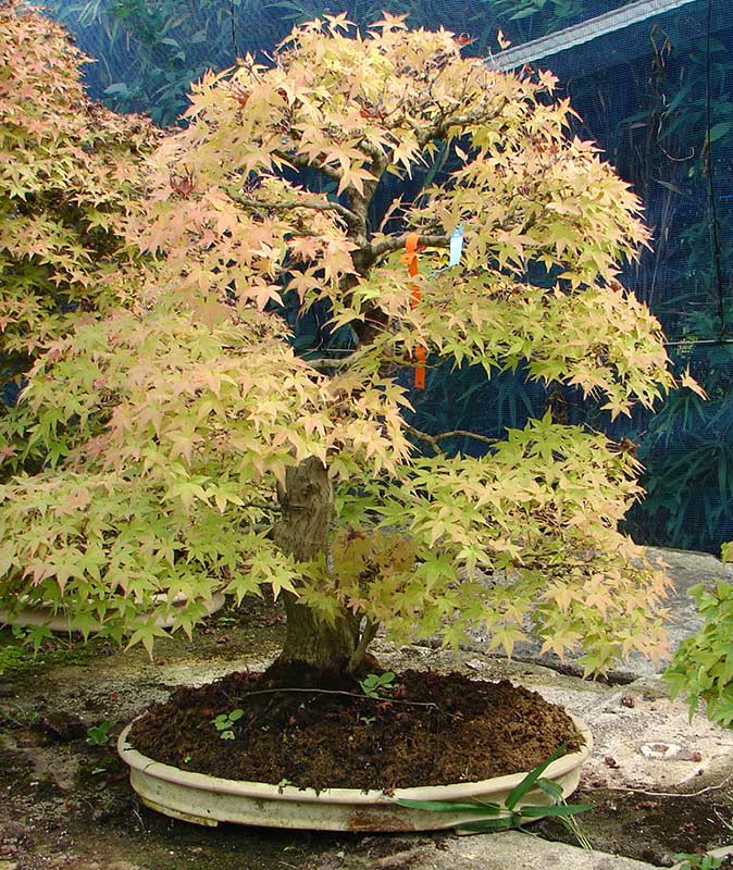 Walter Pall Bonsai Adventures: 30 Japanes trees for sale - German and ...