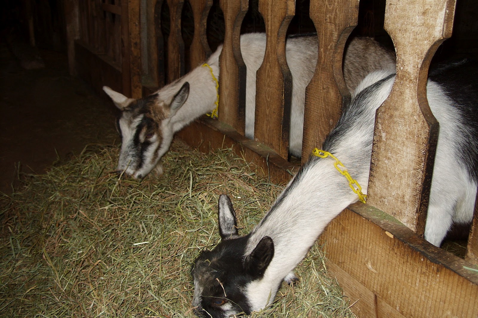 Forest House Farm: Alpine Dairy Goats