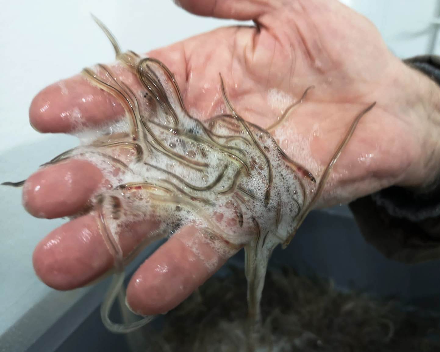 El rincón de Mundín: PESCADOS: LA ANGUILA, LA ANGULA Y EL CONGRIO