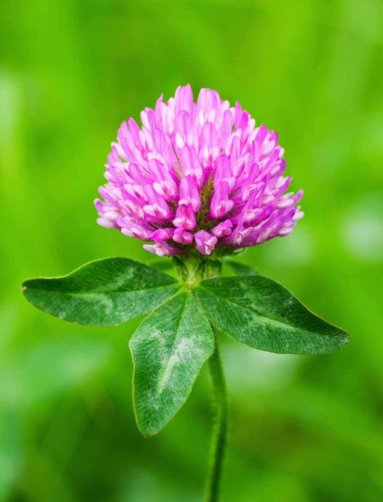 Minus2909: Herbs And Mental Health