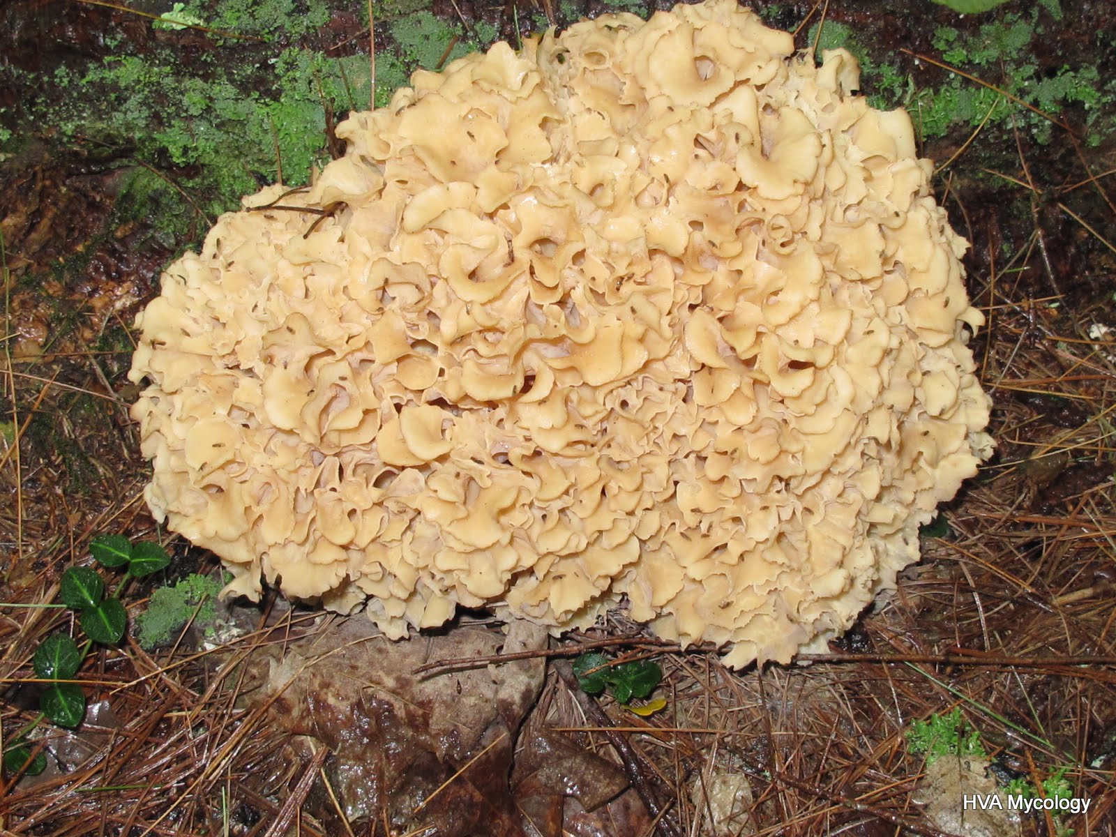 HONGOS DE AMERICA Y OTROS CONTINENTES: FAMILIA; Sparassidaceae. GENERO ...