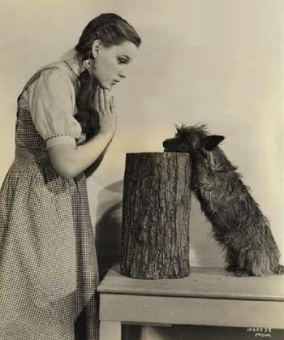 NUNCAJAMAS COCKER: ¿SABES TODO ESTO SOBRE TOTO; EL PERRO DEL MAGO DE OZ?