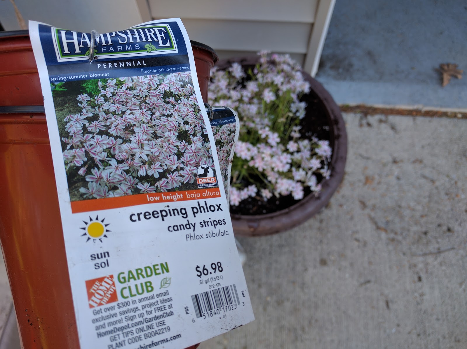 Planted: Creeping Phlox Candy Stripes