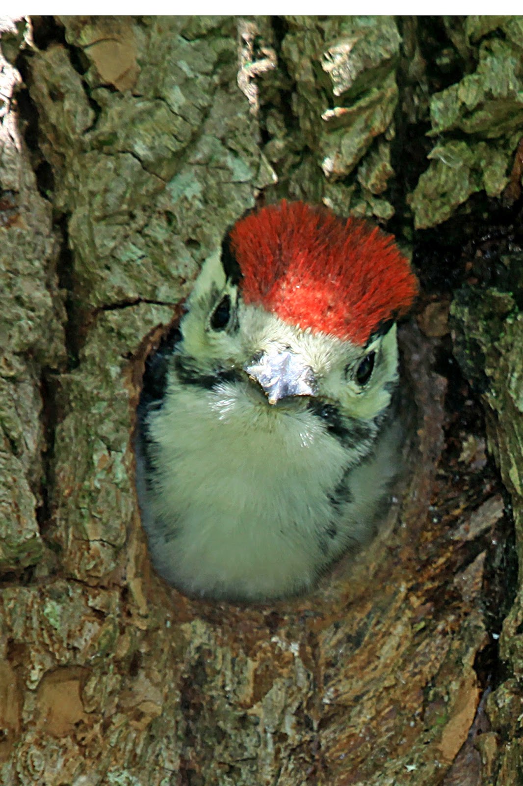 NatuurlijkNatuur: De Grote bonte specht. [Dendrocopos major]. Linaeus, 1758