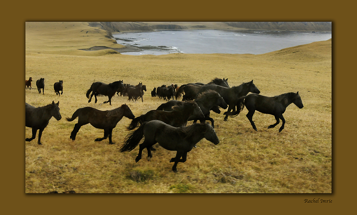 Rachel Imrie's Blog: Helicopter Flight, Tour of Umnak-November 1st, 2009