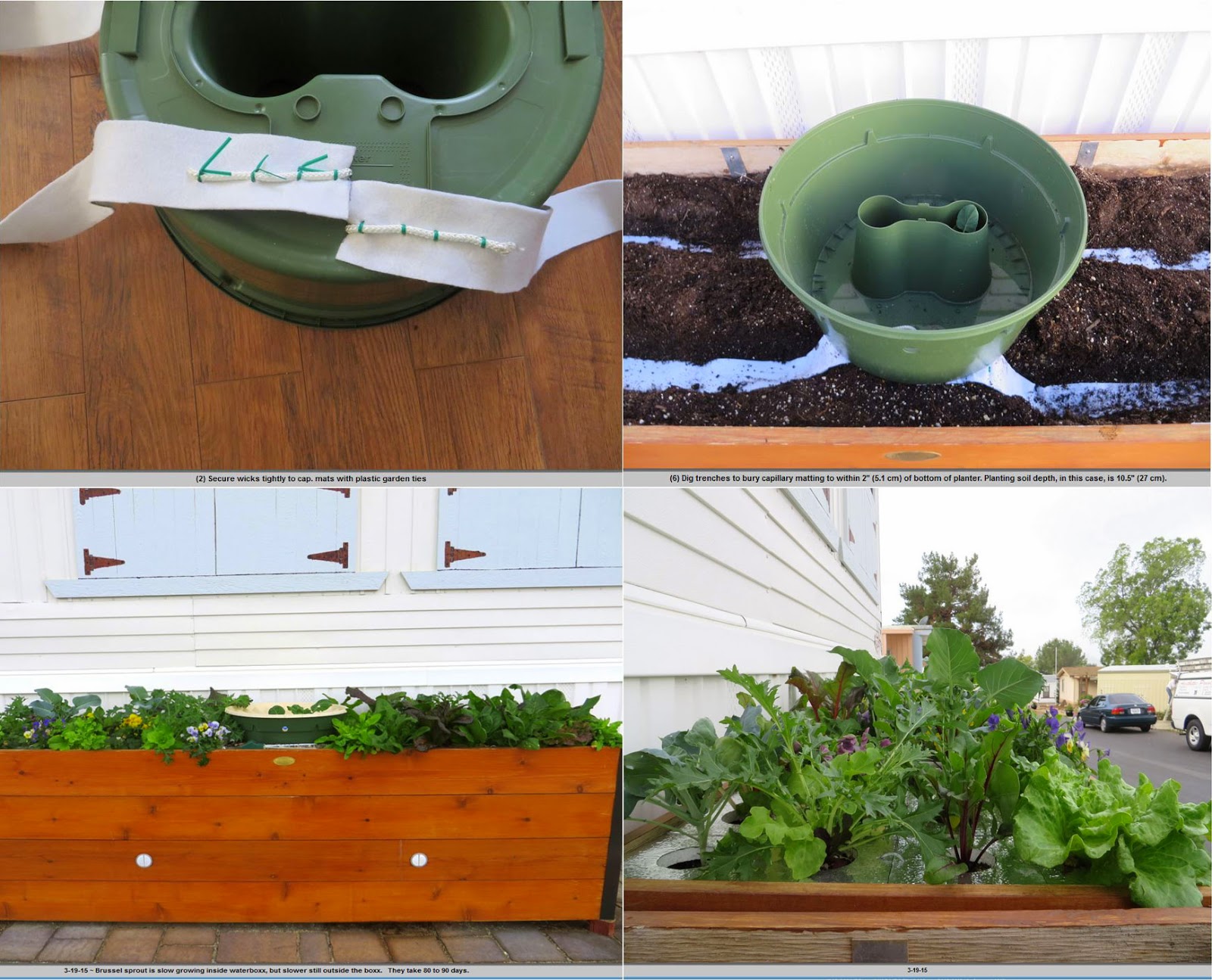 tomato plant: Grow Healthier Food with the Groasis Waterboxx