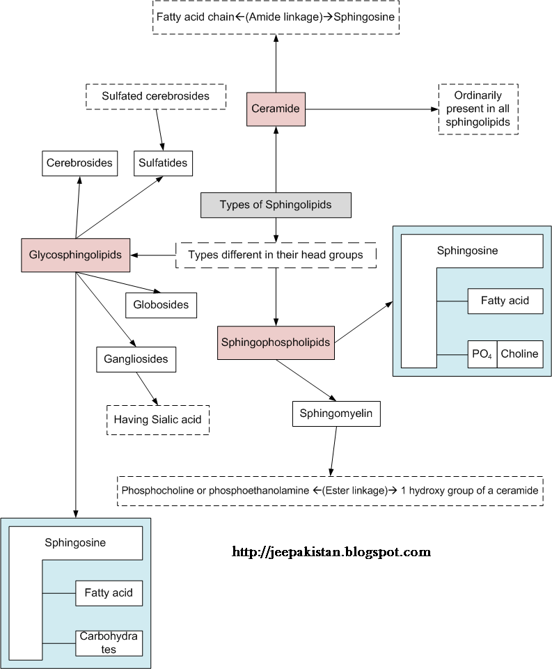 Sphingosomes and sphingolipids