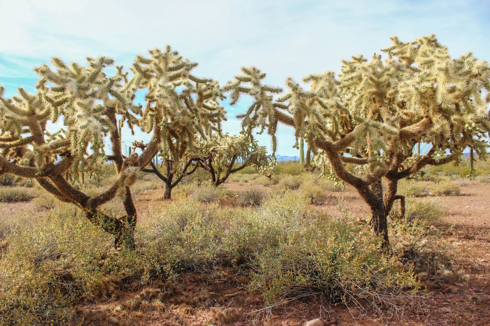 Cannundrums: Chain Fruit Cholla Flowers