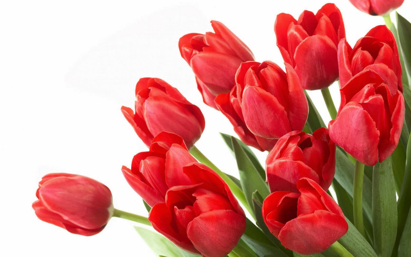 Red Tulips Desktop Wallpapers - Amazing Picture Collection