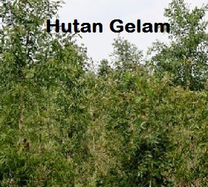 Anim Agro Technology: POKOK GELAM