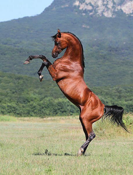 Ferrari Horse Breed