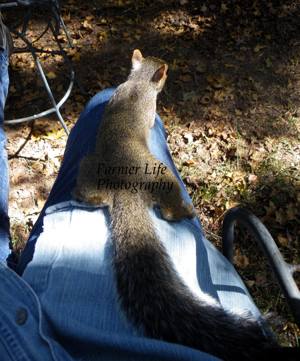 Living A Farmer's Life: Squirrel Spam 2!