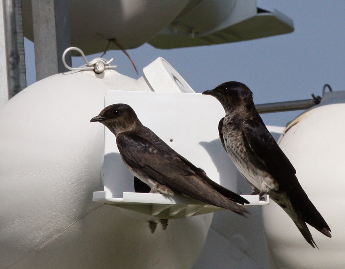 The Birds & The Bees: Romance and Sub-Adult Arrivals on Gobbler's Knob