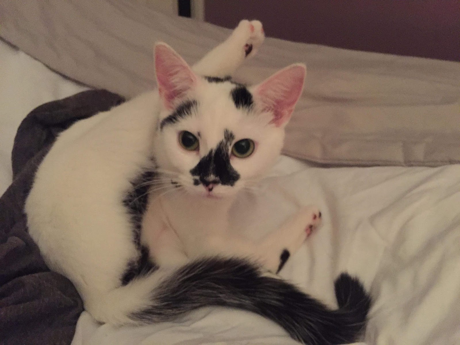 Funny cats - part 209 (40 pics + 10 gifs) | Amazing Creatures