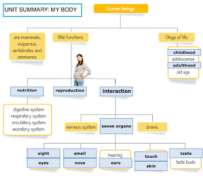 Blog de 3º de Primaria: Natural Science - Unit: THE HUMAN BODY - LESSON ...