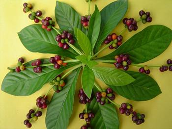 O SUBMUNDO: CHACRONA