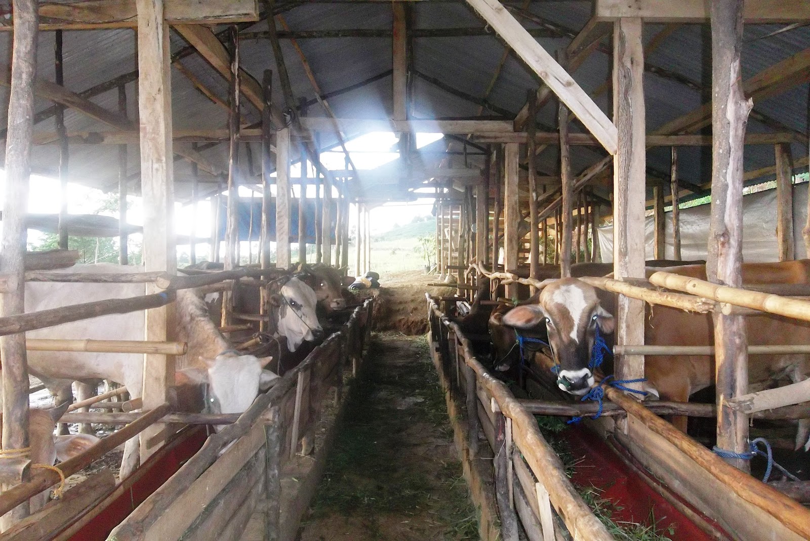 40+ Desain Kandang Sapi Untuk Penggemukan