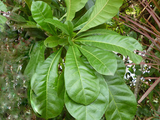Calabash Tree - Rum Gasa | SL Flora
